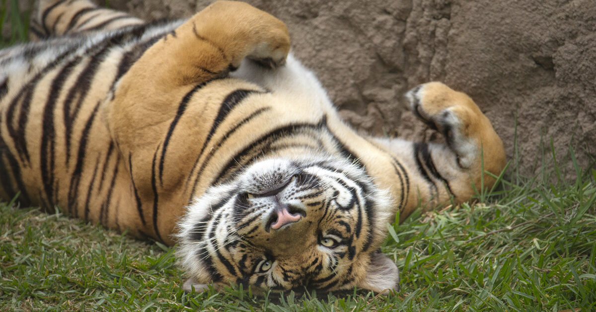 A Day in the Life of a Tiger Care Specialist – San Diego Zoo Wildlife ...