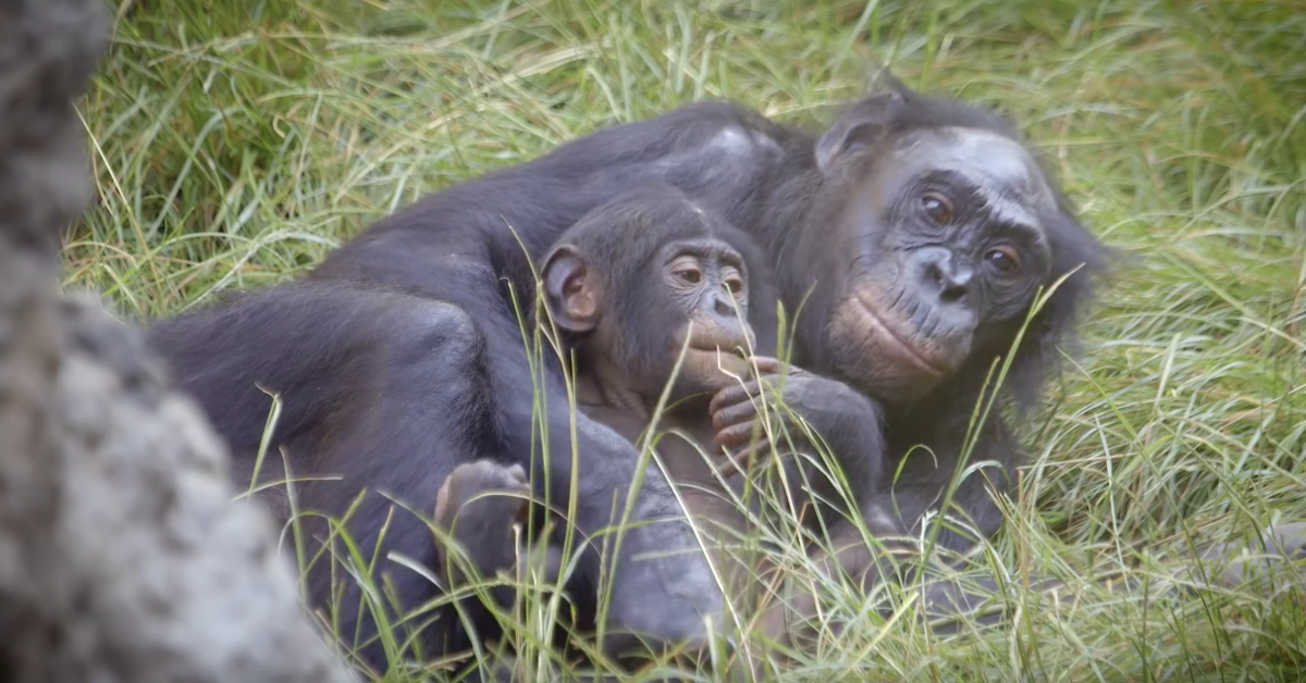 Baby Bonobo Climbs, Plays at San Diego Zoo – San Diego Zoo Wildlife ...