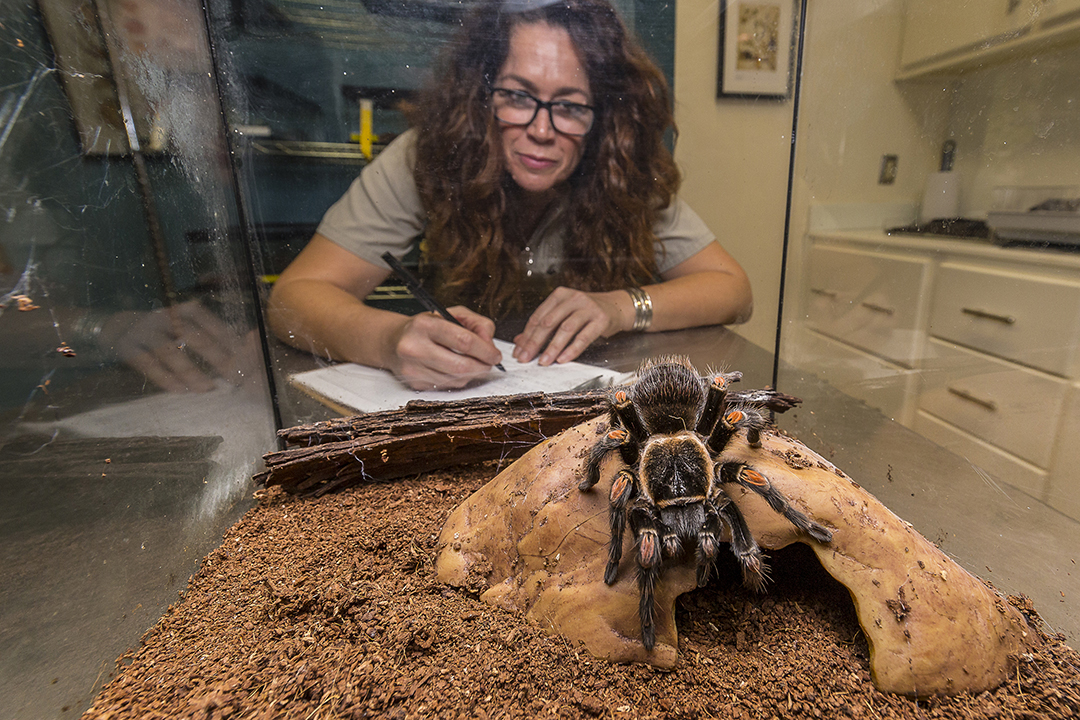 Spiders Need Saving, Too – San Diego Zoo Wildlife Alliance Stories