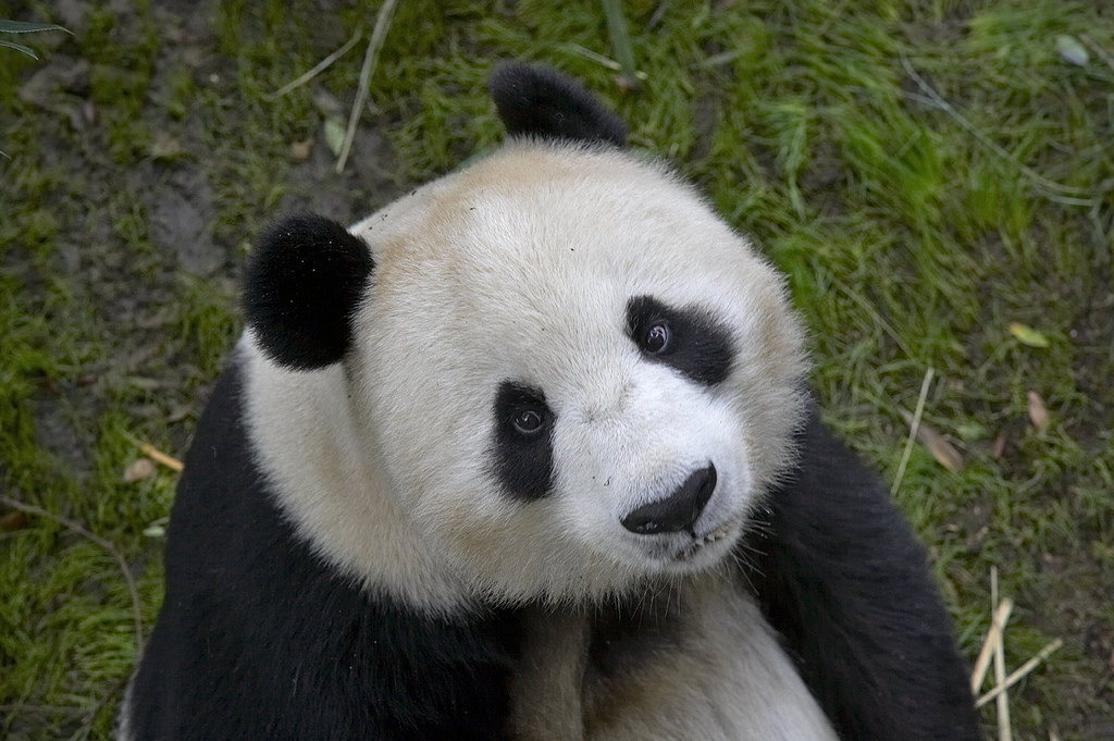 Panda Party – San Diego Zoo Wildlife Alliance Stories