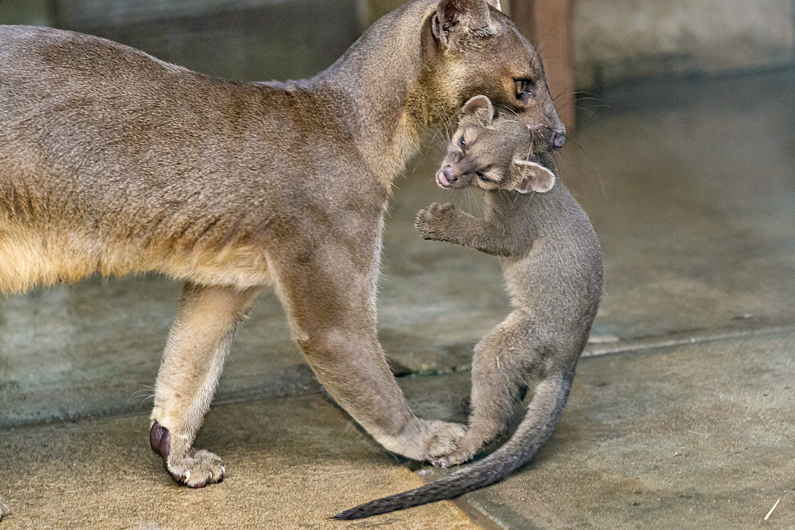 Four Furry Fossa Pups Face the World – San Diego Zoo Wildlife Alliance ...