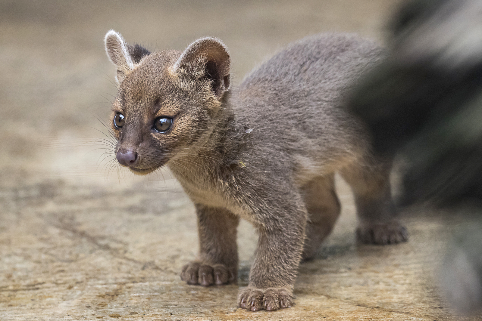 Four Furry Fossa Pups Face the World – San Diego Zoo Wildlife Alliance ...
