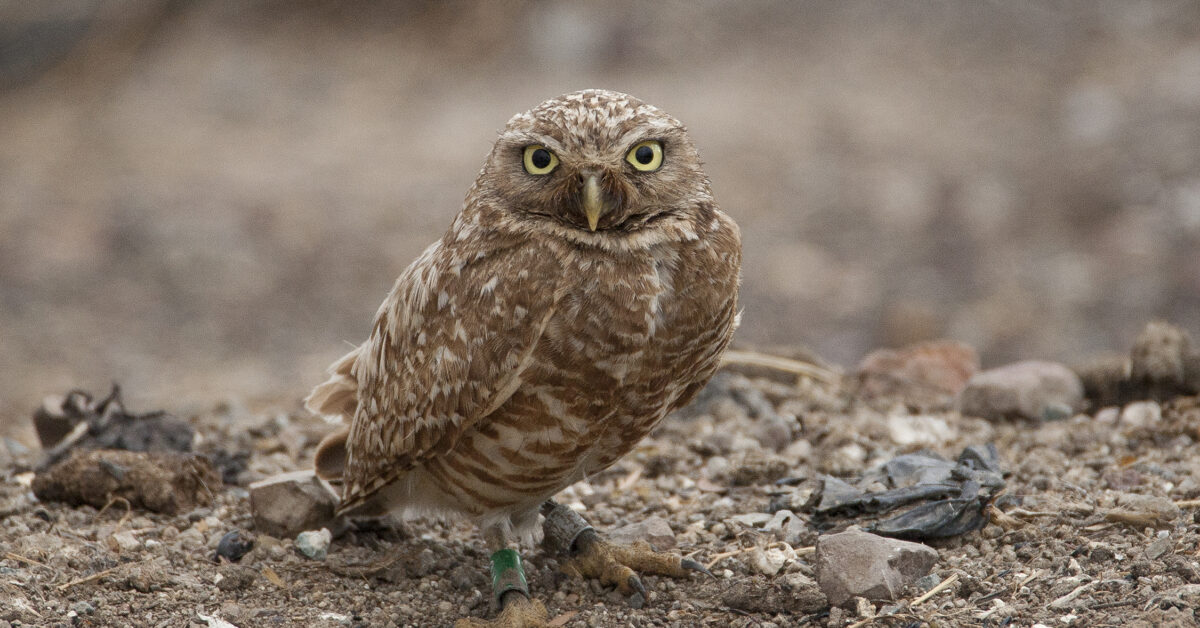 Burrowing Owls Get New Digs in Jamul – San Diego Zoo Wildlife Alliance ...