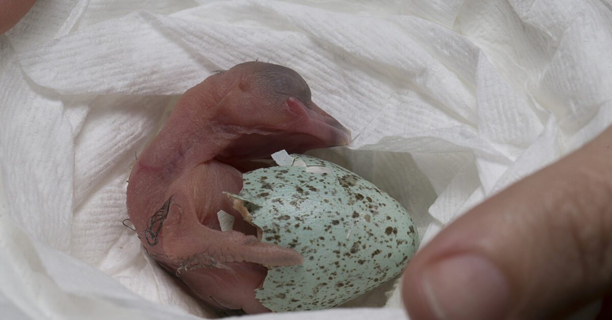 Cracking the Code of Avian Development – San Diego Zoo Wildlife ...