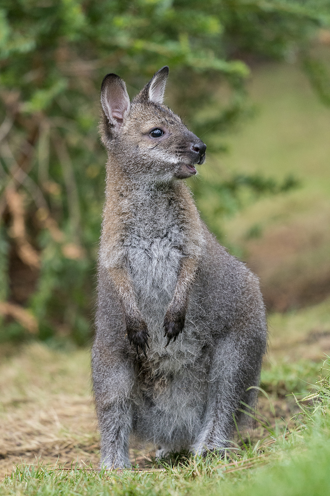 Three Hand-raised Wallaby Joeys Are Hopping Out on Their Own – San ...