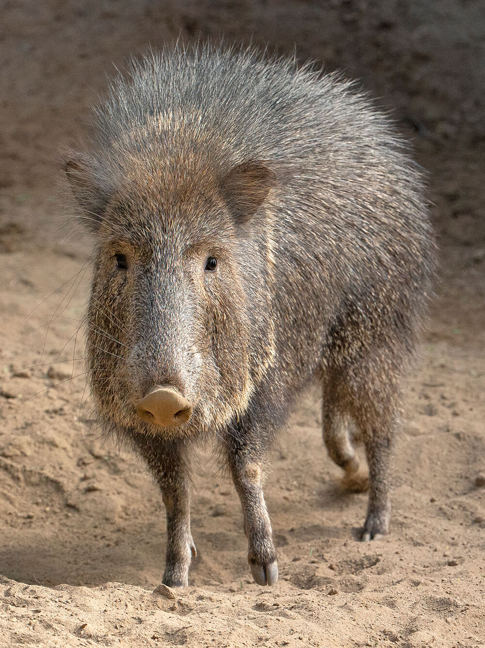 Pachyderms Revealed – San Diego Zoo Wildlife Alliance Stories