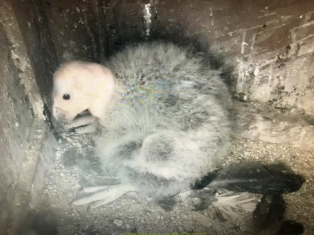 California Condor Chick-Watching Guide: 30 to 45 Days of Age – San ...