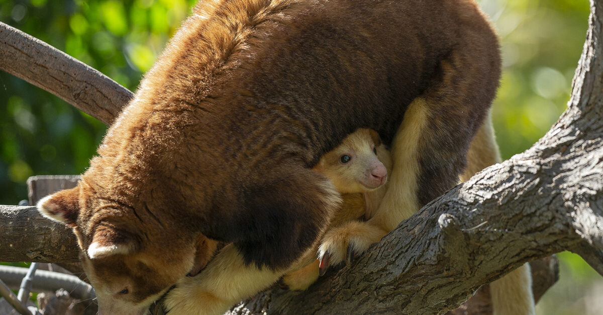 Endangered Matschie’s Tree Kangaroo Joey Emerges from Mom’s Pouch – San ...