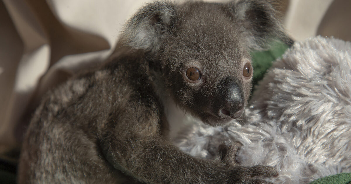 Joey Joy – San Diego Zoo Wildlife Alliance Stories