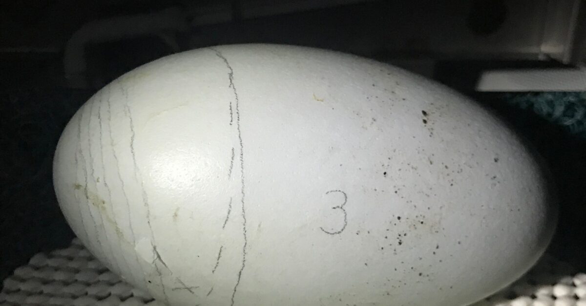 Condor Cam: Here We Go, Again! – San Diego Zoo Wildlife Alliance Stories