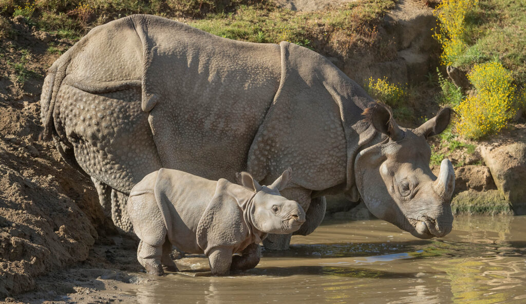 Pitter-patter, Flutter-flap – San Diego Zoo Wildlife Alliance Stories