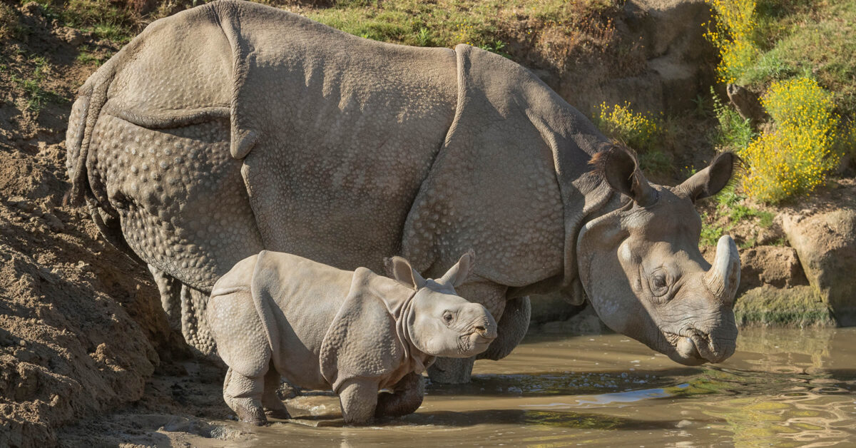 Pitter-patter, Flutter-flap – San Diego Zoo Wildlife Alliance Stories