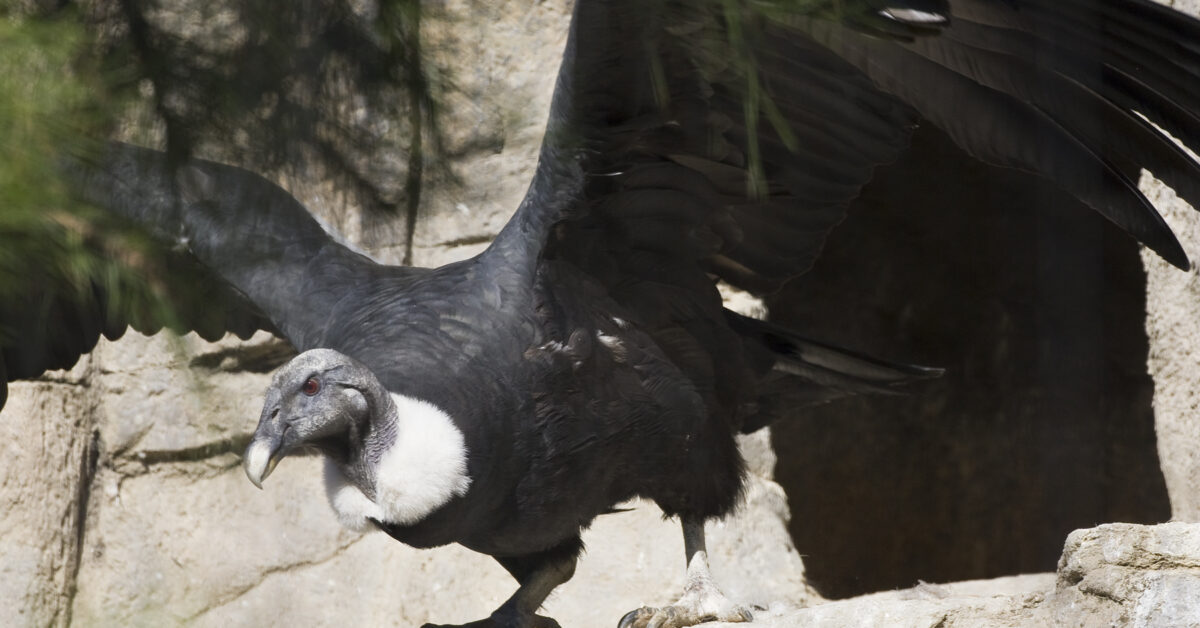 Condors Helping Condors: We’re All in This Together – San Diego Zoo ...
