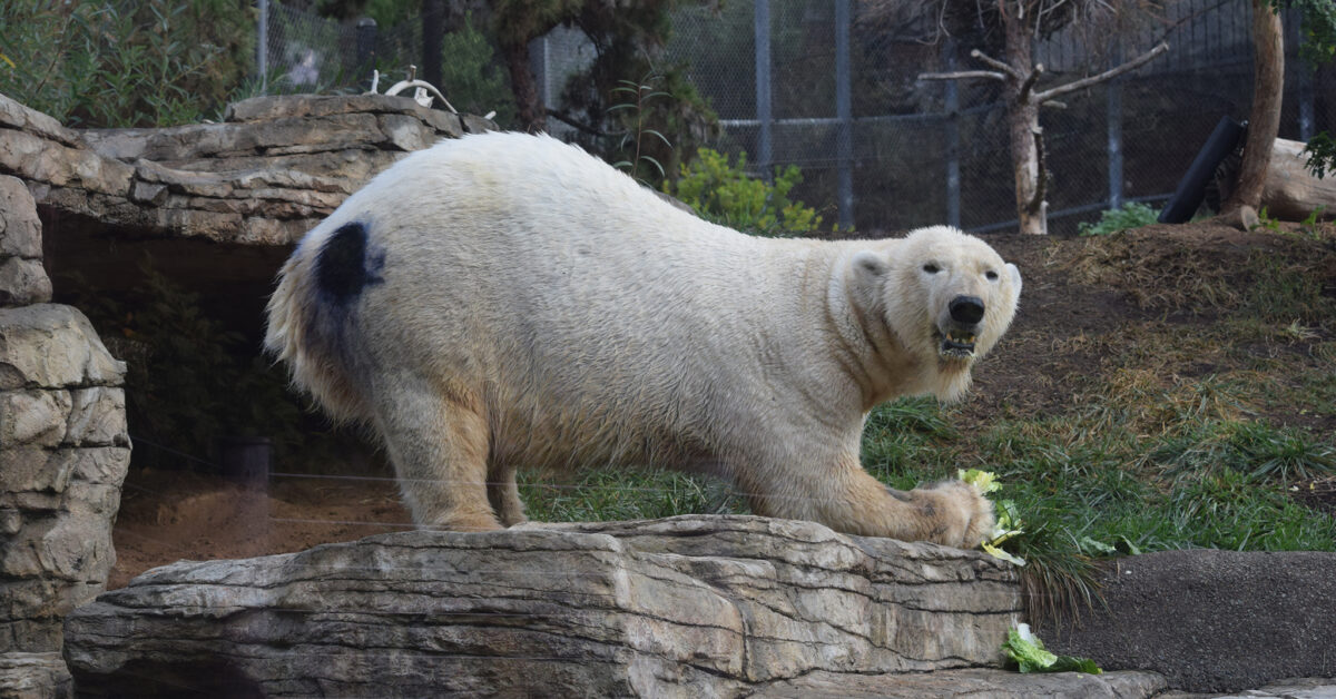 Purple Polar Bears? – San Diego Zoo Wildlife Alliance Stories